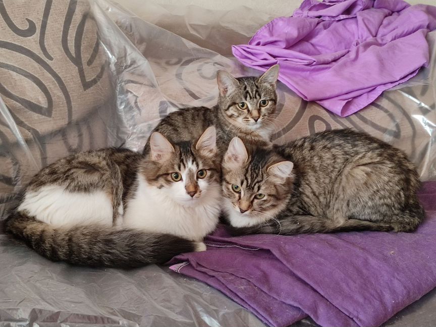 Котята 6 месяцев