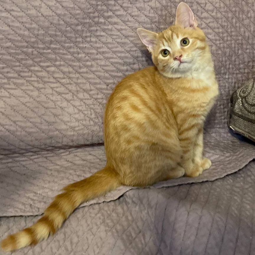 Котёнок от частного владельца