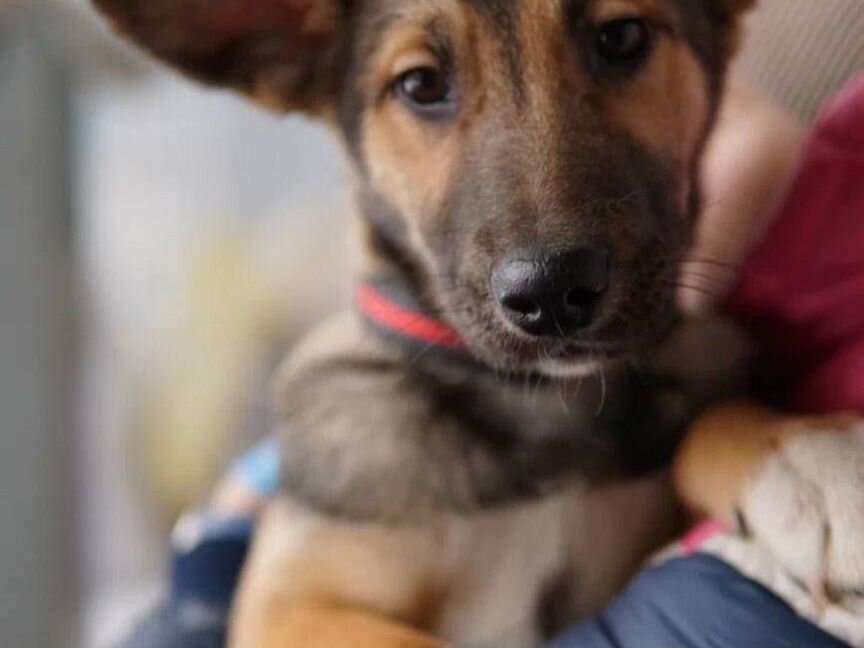 Щенок в добрые руки