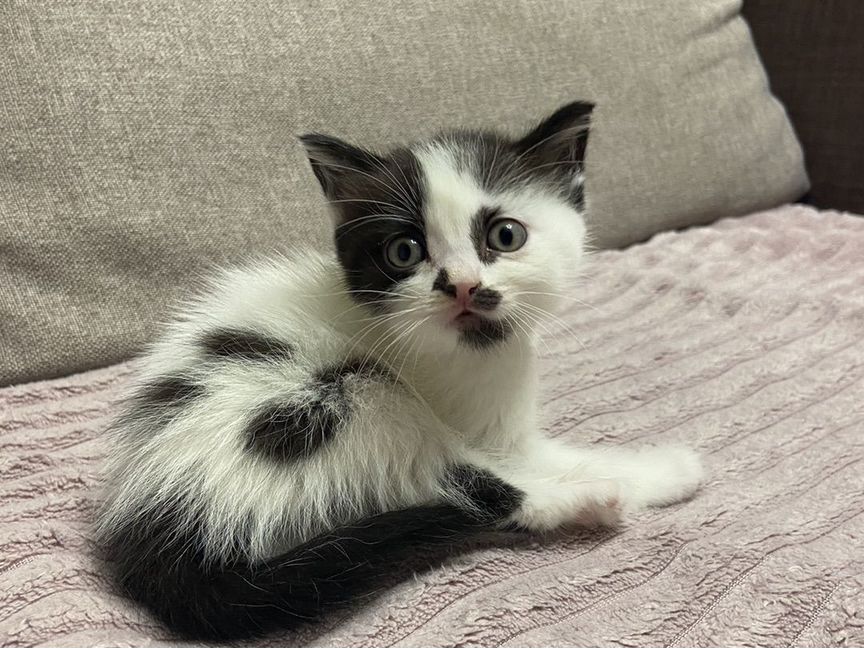 Котенок