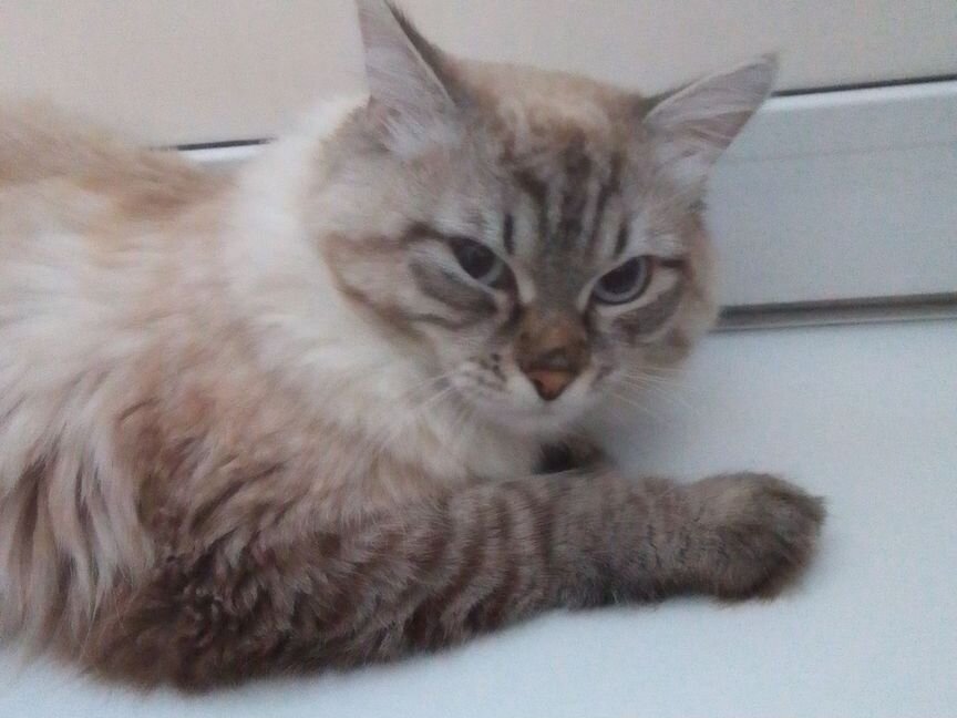 Котейка
