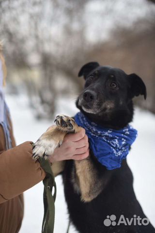 Приютский Багги в добрые руки