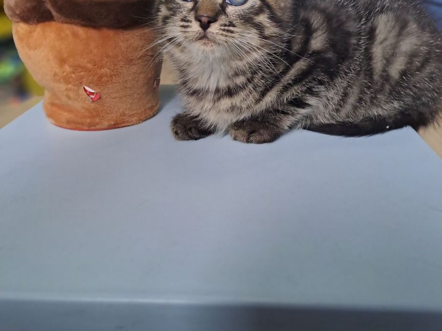 Кошка в дар