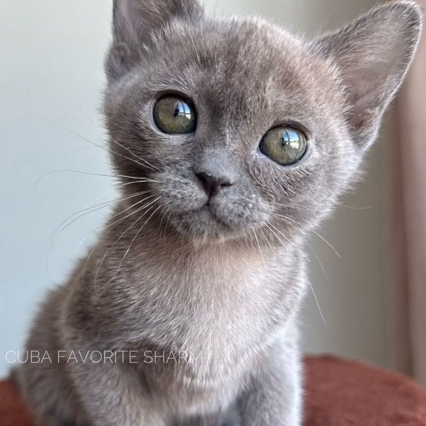 Бурманские котята