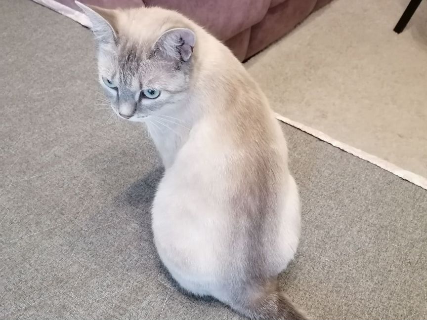 Кошка Австралийская дымчатая