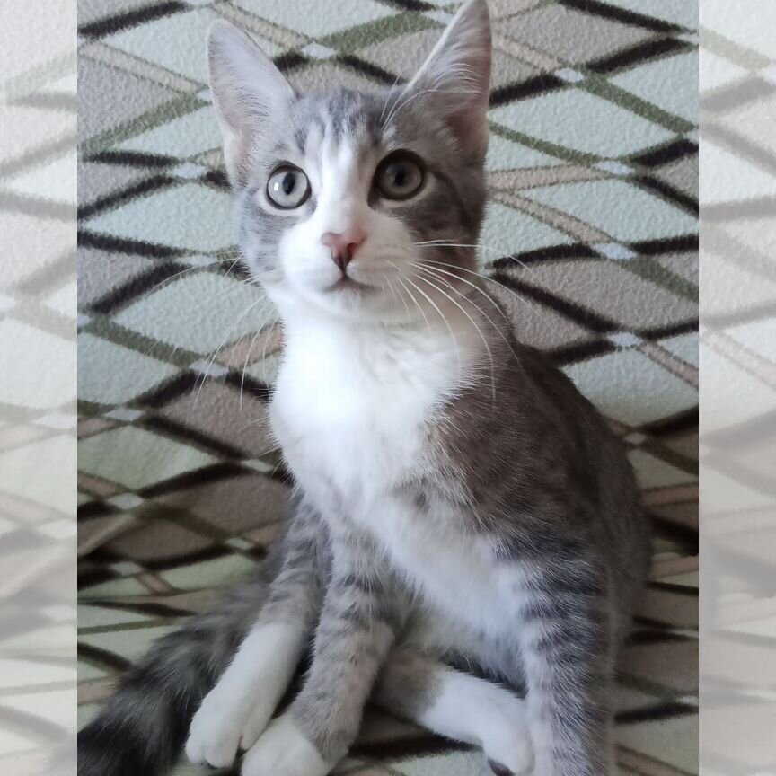 Котёнок в добрые руки