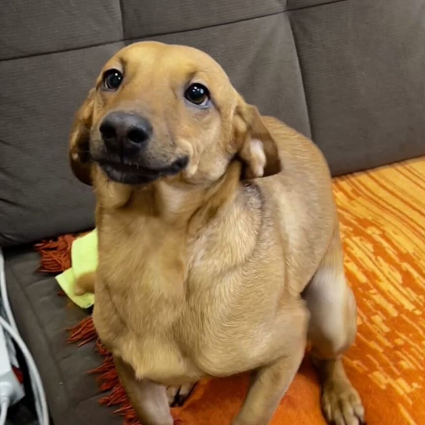 Такса Боня ищет хозяев