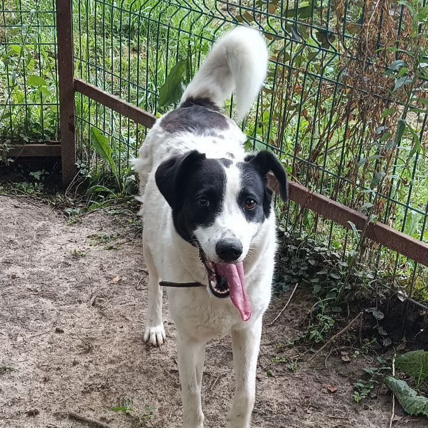 Взрослая собака в добрые руки