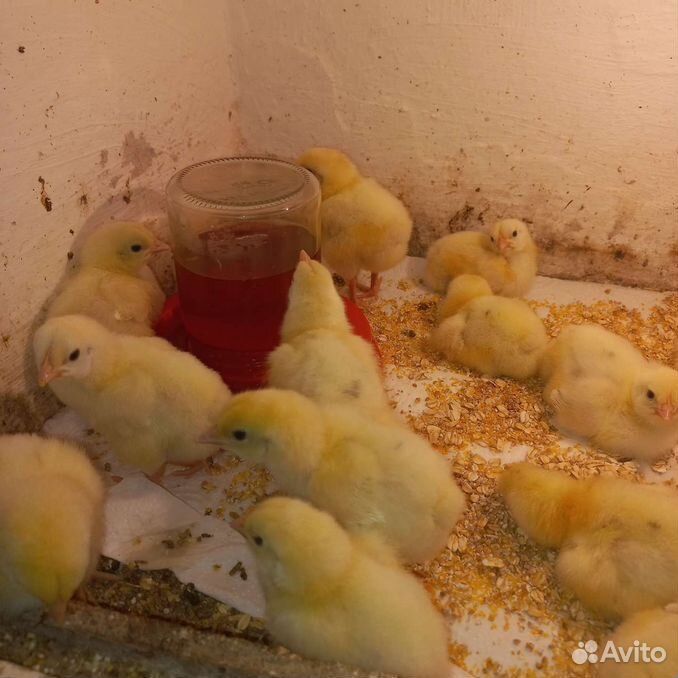 Цыплята бройлеры