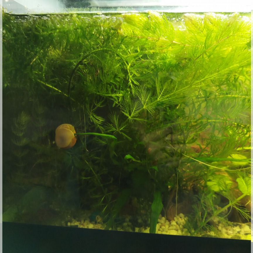 Аквариумные растения