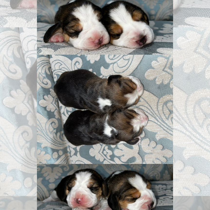 Бигль, щенок