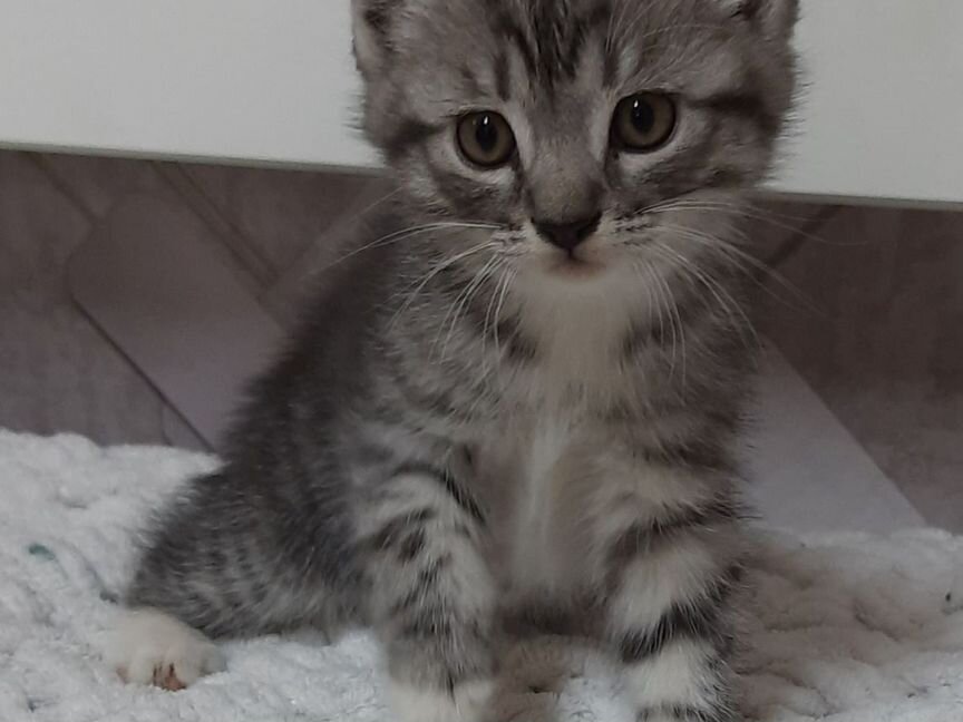 Котёнок мальчик