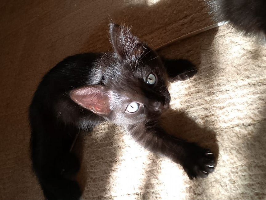 Котята 2 месяца