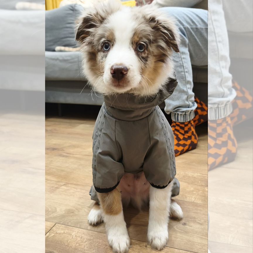 Комбинезон для собак мелких пород s