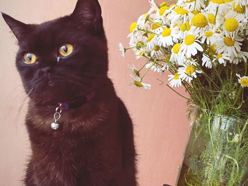 Кошки в добрые руки