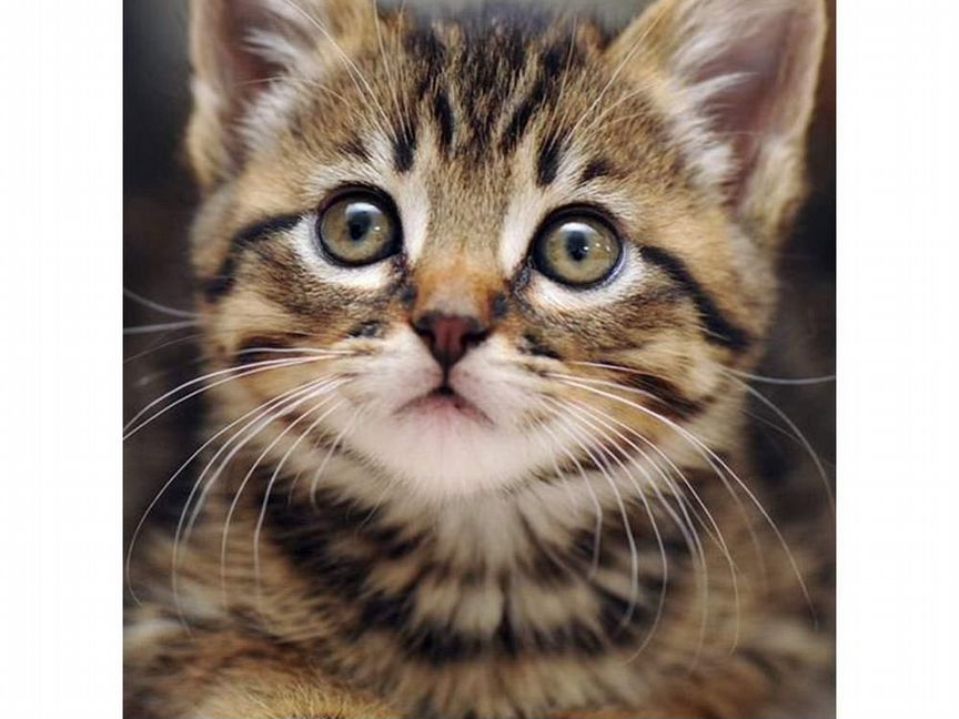 Котенок Василиса