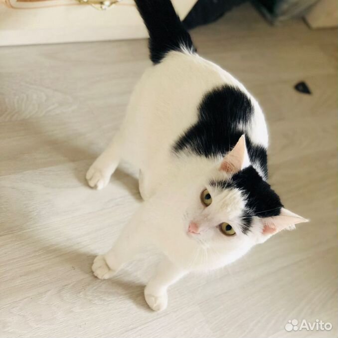 Молоденькая ласковая кошечка