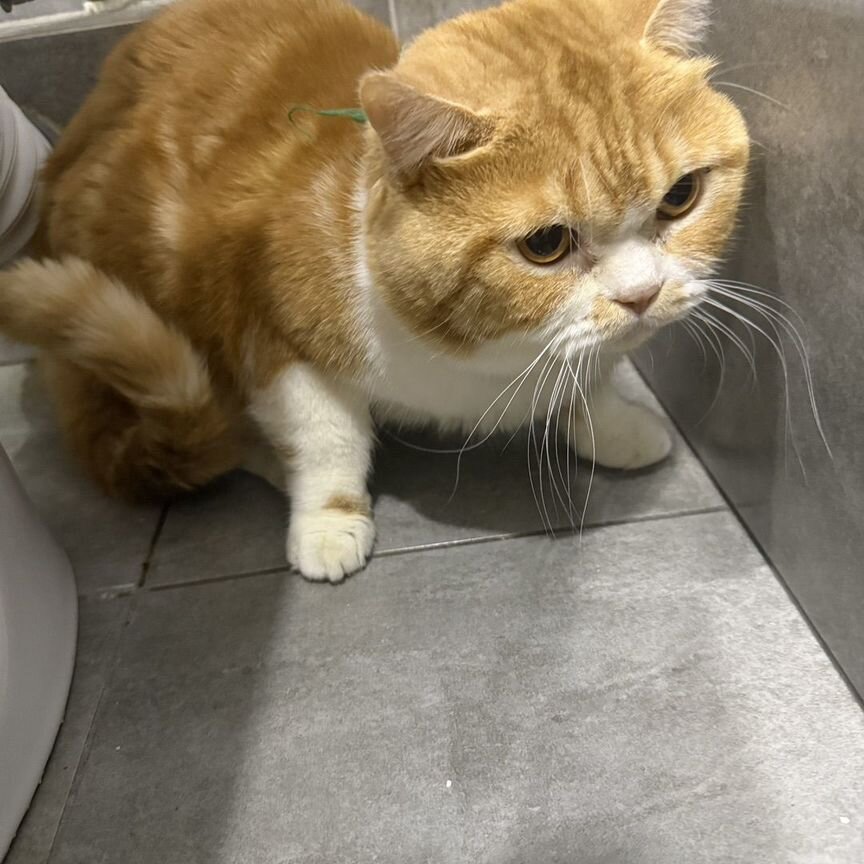 Отдам кота в добрые руки
