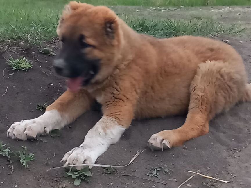 Кавказская овчарка