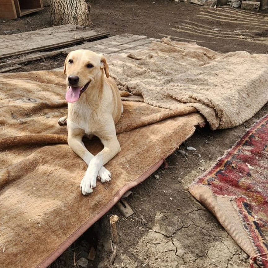 Собачка бесплатно