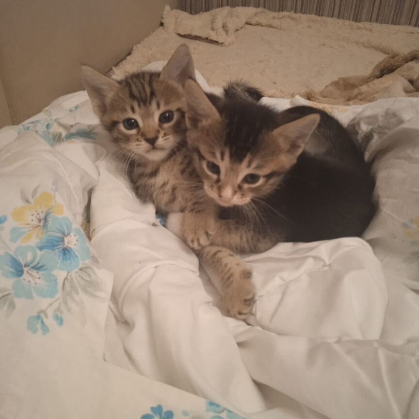 Абесинские котята