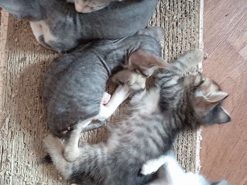 Отдам котят