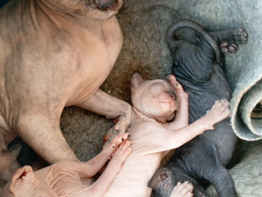 Канадский сфинкс