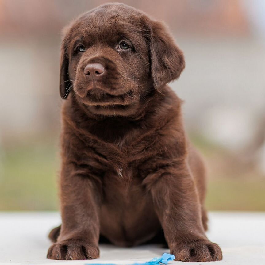 Лабрадор-ретривер, щенок
