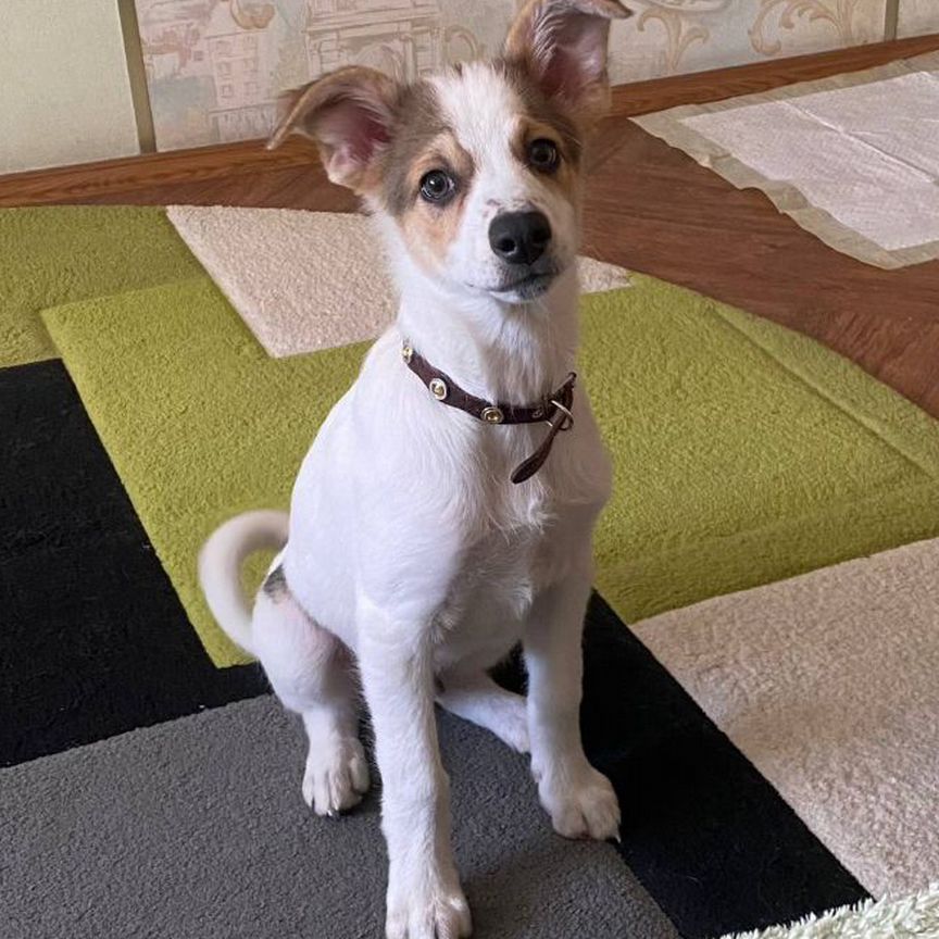 Щенок в добрые руки