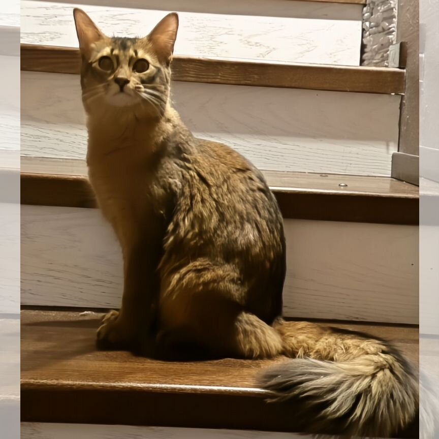 Сомалийский котёнок