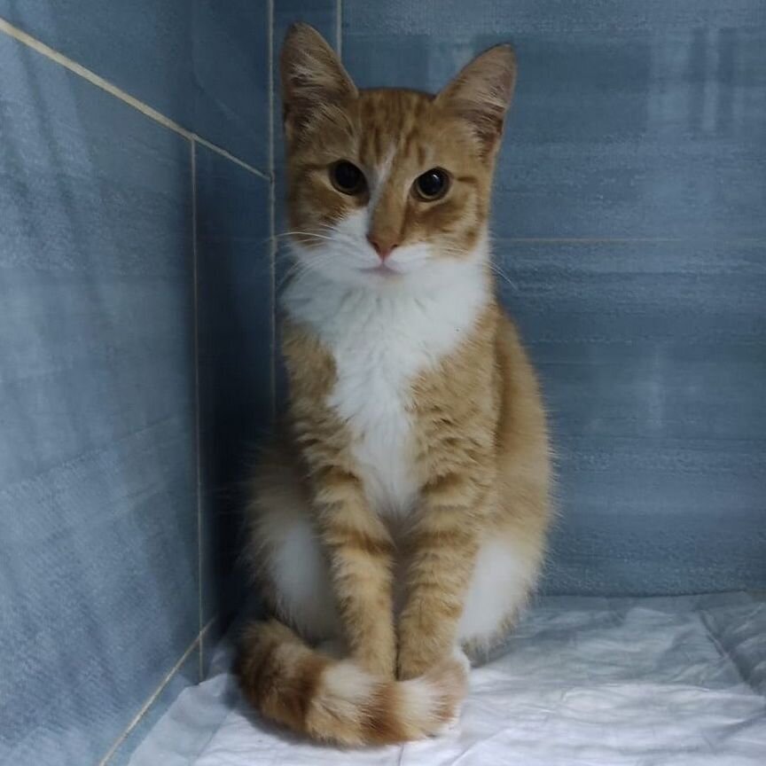 Рыжий котенок мальчик 5 месяцев