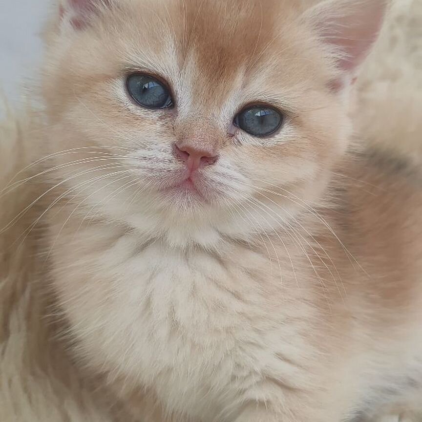 Золотая шиншилла