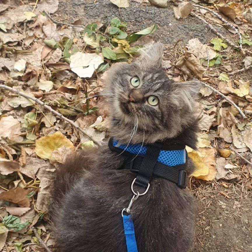 Барсик ищет дом