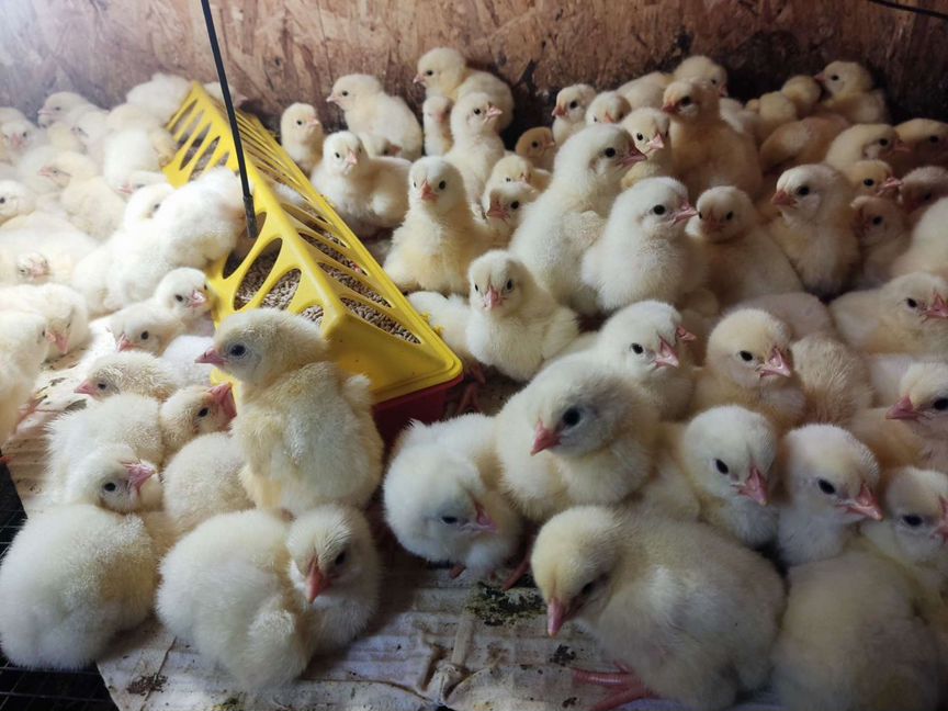Цыплята бройлеры