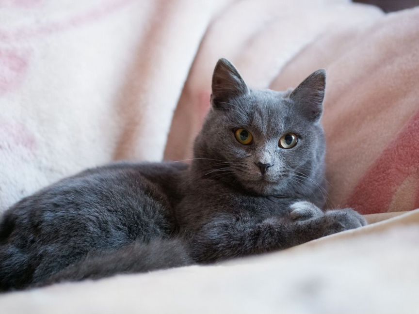 Кошка в добрые руки