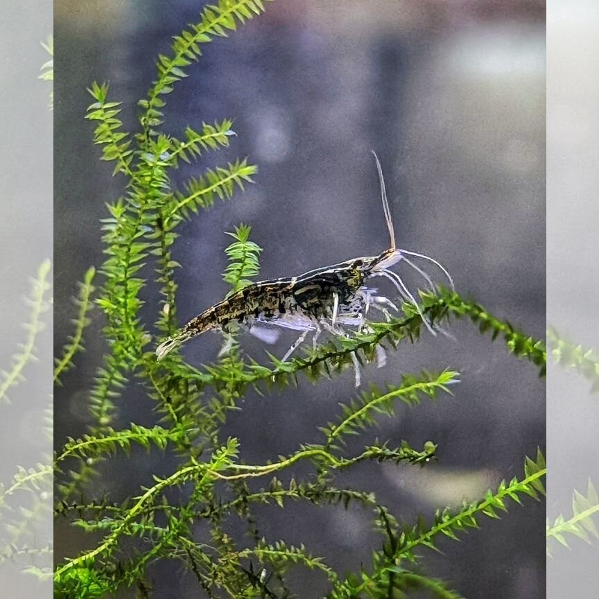 Креветка неокаридина синий скелет Neocaridina sp