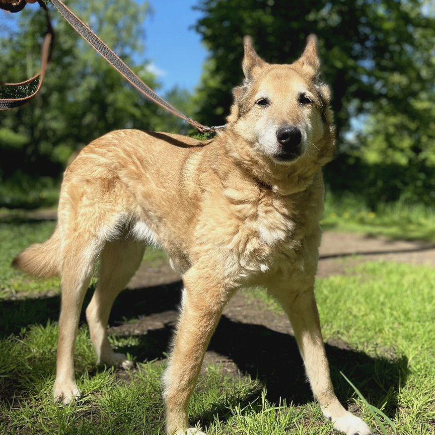 Собака в добрые руки