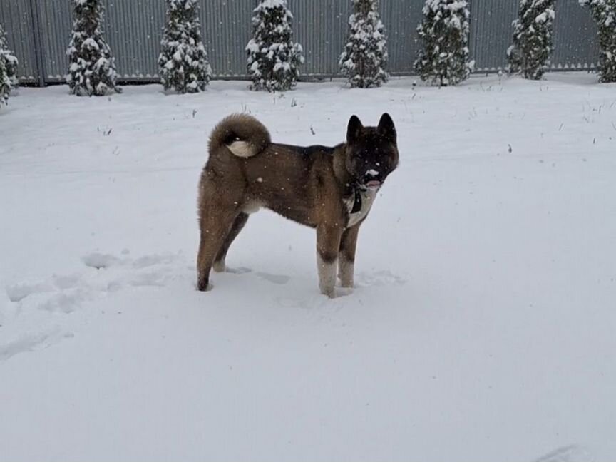 Американская акита