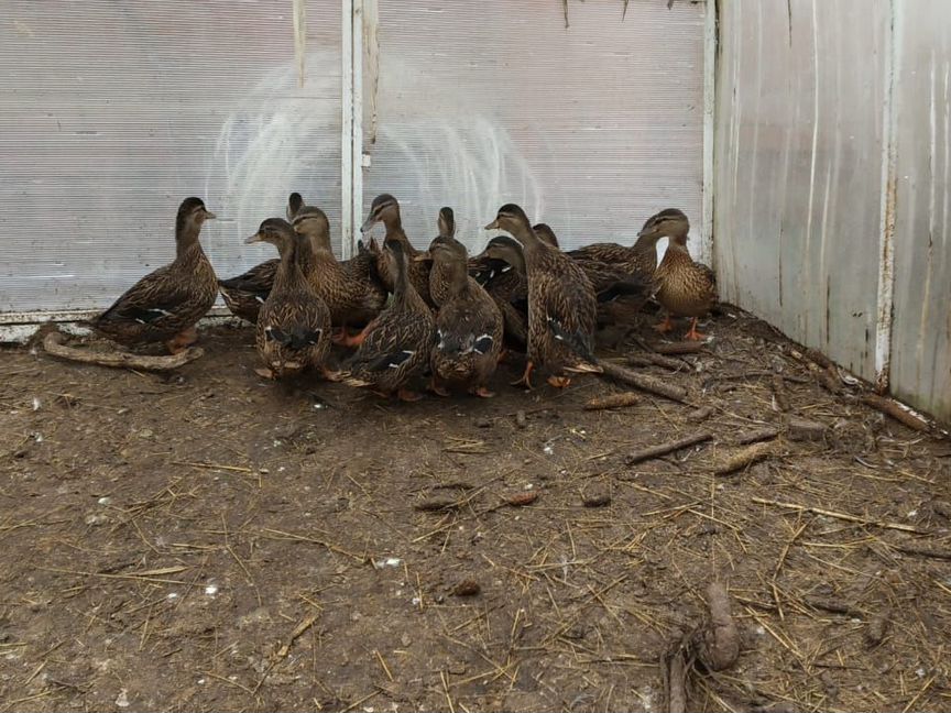 Утки подсадные для охоты