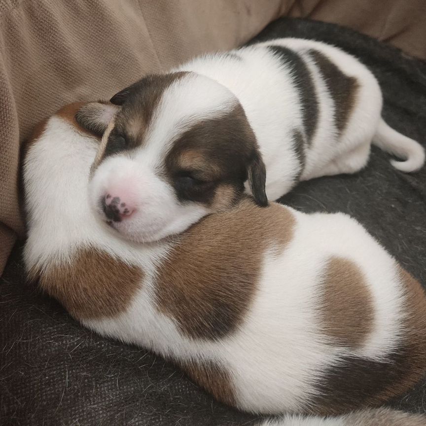 Щенки джек рассел терьер