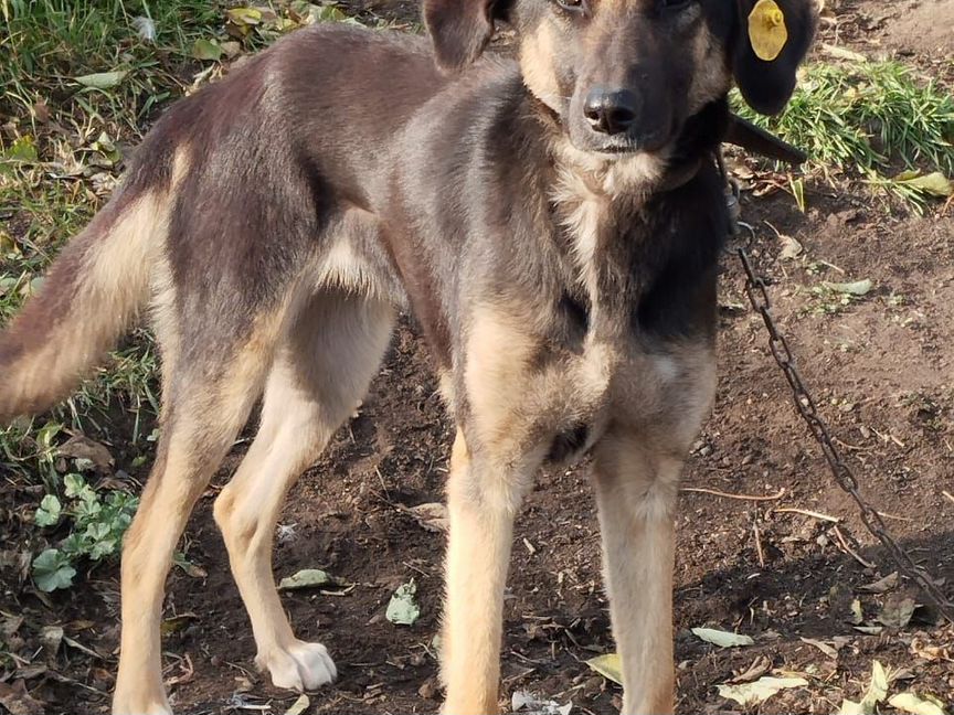 Собака в добрые руки