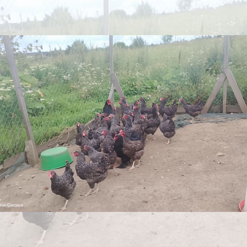 Курицы несушки домашние