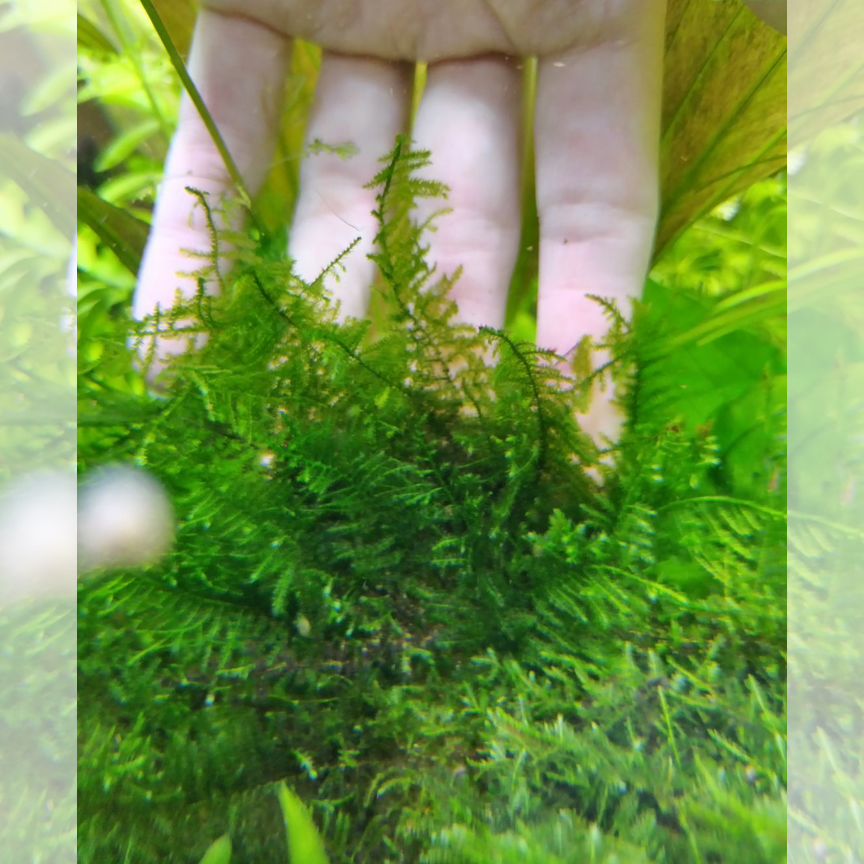 Мох для аквариума