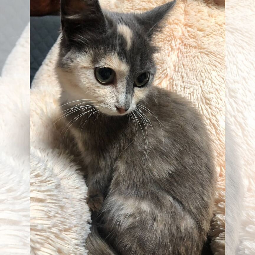 Котики бесплатно в добрые руки