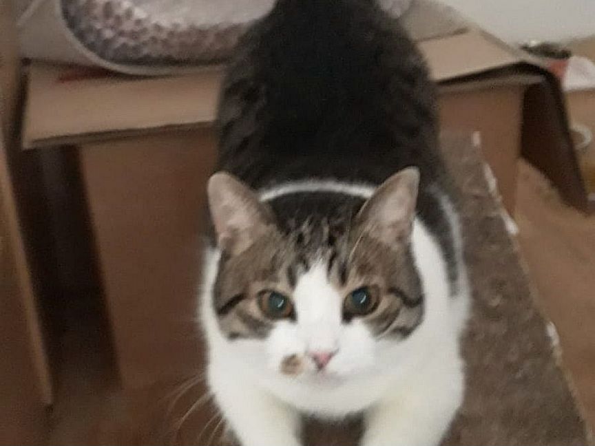 Кошка Маруся в хорошие руки