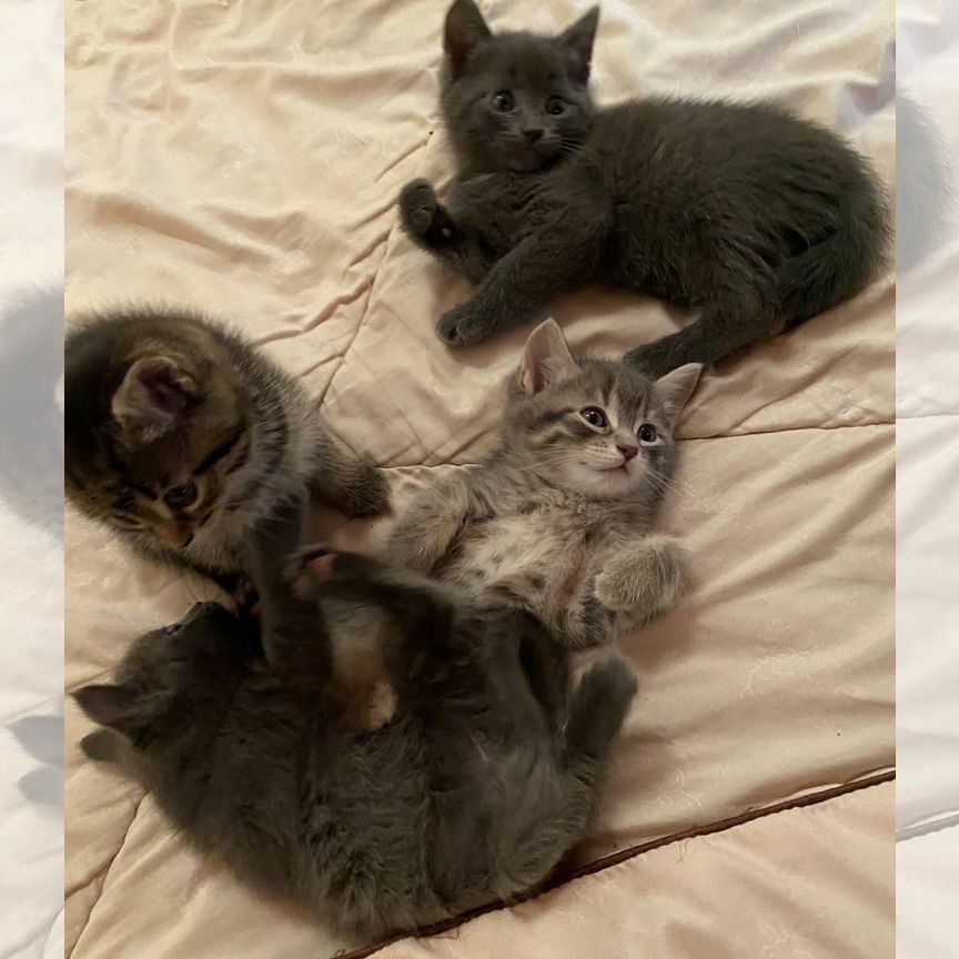 Котёнок в добрые руки