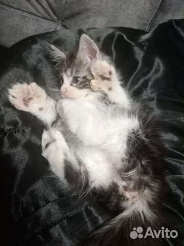 Шотландская кощка 3 мес