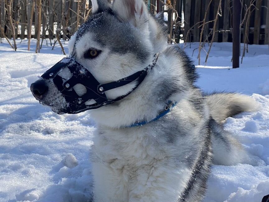 Сибирский хаски