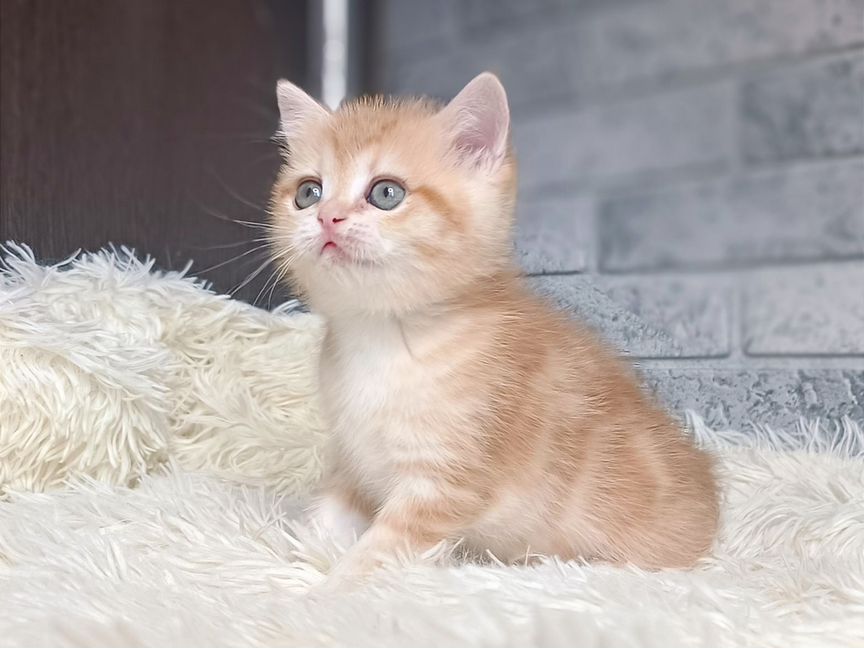 Золотые котята