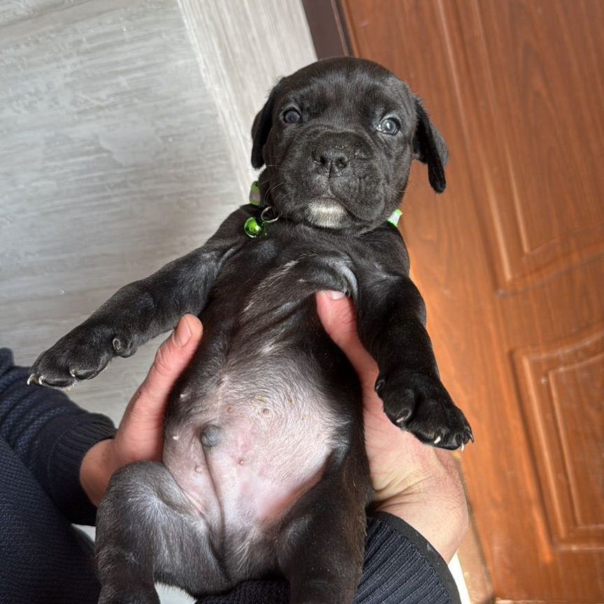 Итальянское чудо